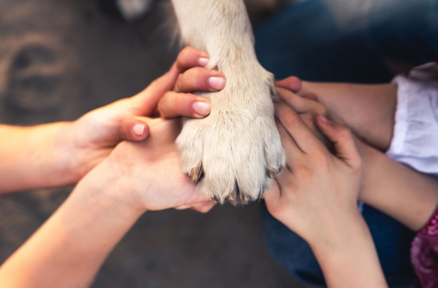 Matt Evans - Veterinary Sales & Consulting